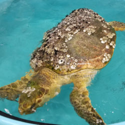Home - Sea Turtle Recovery