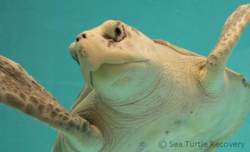 Home - Sea Turtle Recovery