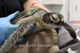 Patients | Sea Turtle Recovery
