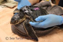 Patients | Sea Turtle Recovery